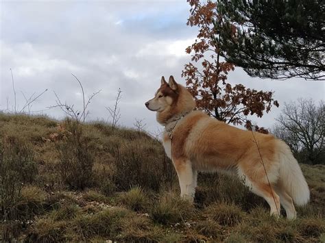 Siberian Husky Brown Hair Pello - Free photo on Pixabay - Pixabay