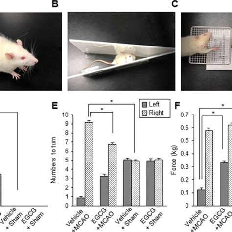 Egcg Improves Neurobehavioral Disorders Caused By Cerebral Ischemia Download Scientific