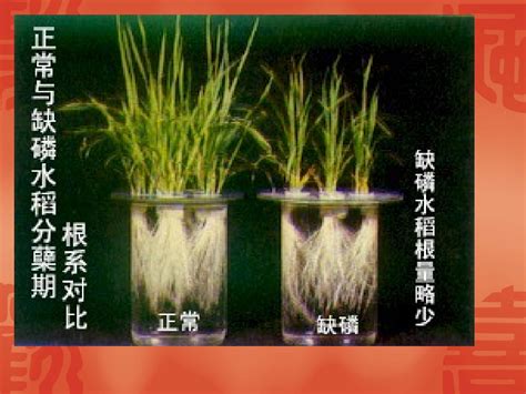 植物缺磷症状 农业文库 德德沐农业文库共享网
