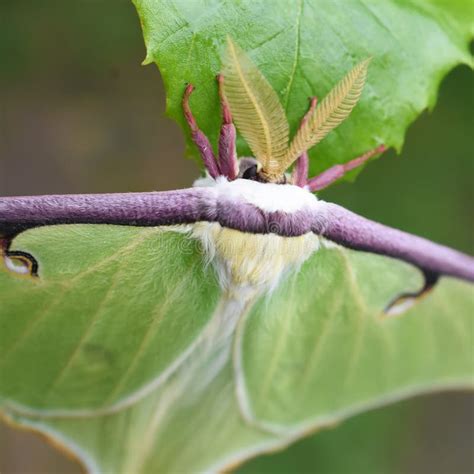 Luna Moth Actias Luna Stock Image Image Of Wing Moth 24840041
