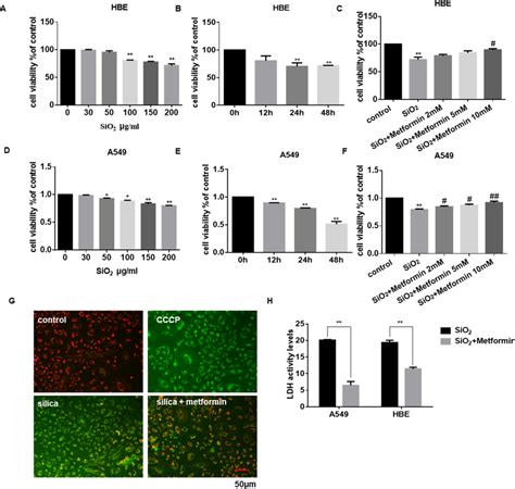 Metformin Attenuates Sio2 Induced Cell Cytotoxicity A B D And E Cell Download Scientific