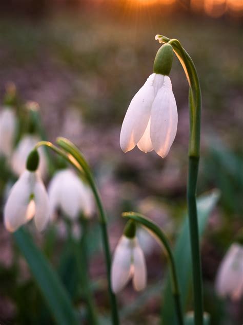 Snowdrop Jan Bainar Photography