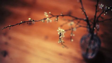 Wallpaper Sunlight Depth Of Field Flowers Nature Reflection