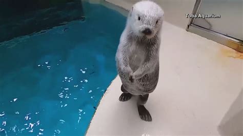 Video Sea Otter Learns To Walk On 2 Feet