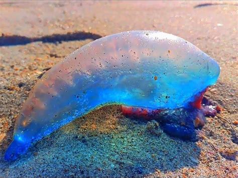 These Blue Blobs Are The Reason Florida Beaches Are Being Shut Down