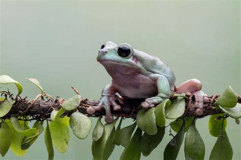 Premium Photo Dumpy Frog Litoria Caerulea On Branch Dumpy Frog On Branch With Isolated Background