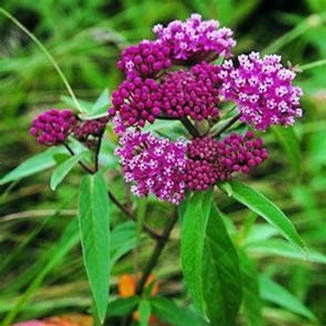Asclepias Incarnata Swamp Milkweed 18ct
