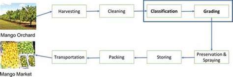 Full Article Classification And Grading Of Harvested Mangoes Using Convolutional Neural Network