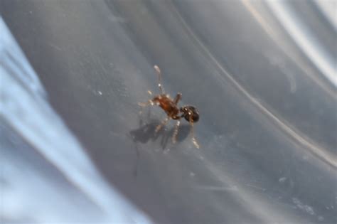 Insect Detection Object Detection Dataset And Pre Trained Model By Insectes Detection