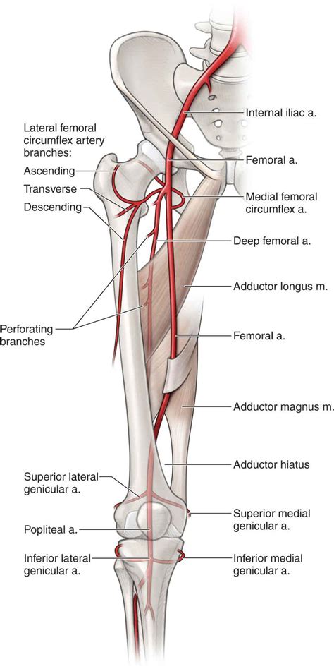 Hip Musculoskeletal Key