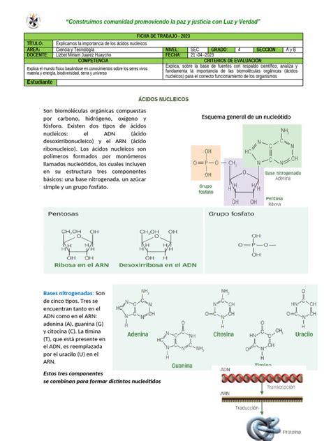 Acidos Nucleicos Pdf Rna Ácidos Nucleicos