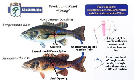Good Info On Fizzing Bass Save The Maine Bass Nation