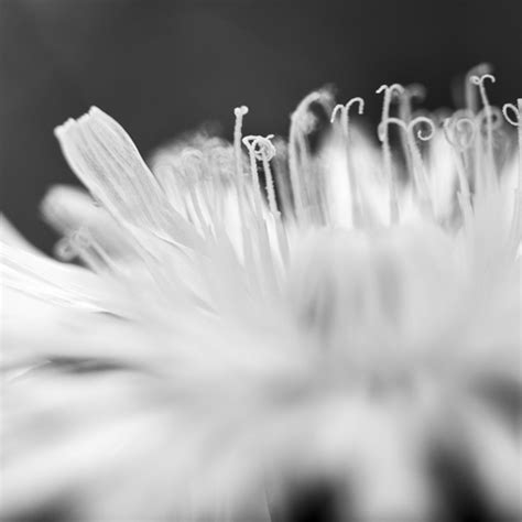 Featured Artist Sandra Bechtold Artsy Shark