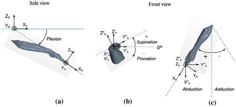 Orientation Of The Hand Forearm In The Fixed Pool Centric Reference