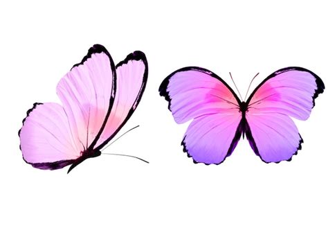 흰색 배경에 고립 된 열 대 화려한 나비 프리미엄 사진