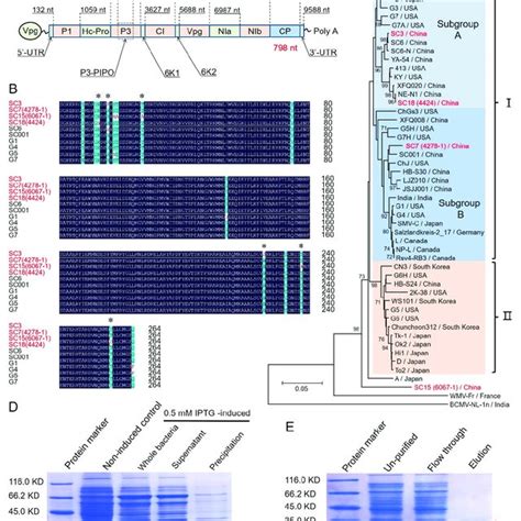 Cloning Sequence Analysis And Prokaryotic Expression Of The Smv Cp