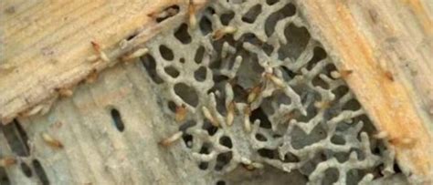 Formosan Subterranean Termites The Destructive Super Termites