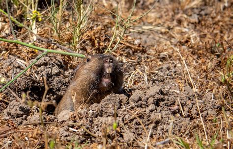 Gopher Removal Canopy Pest Control