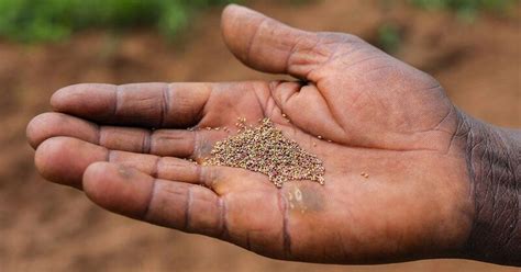 Could A Grain Older Than The Wheel Be The Future Of Food Bill Gates 187 Comments