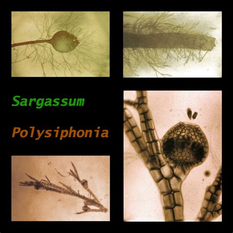 Friendly Algae A Tiny Red Alga Polysiphonia Denudata Flori Flickr