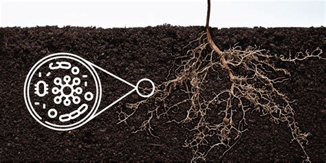 Microorganismos Presentes En El Suelo Y Algunas Características