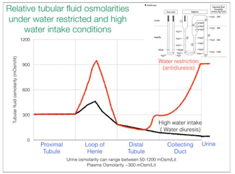 Tubular Function Flashcards Quizlet