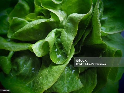 양상추 파종 아스테라세아 가족의 양상추 속의 연간 허브 맛있는 요새화 된 잎 녹색 샐러드 또는 반찬 건강한 식사를 위한 신선한 허브 잎 양상추 또는 머리 양상추 건강관리와