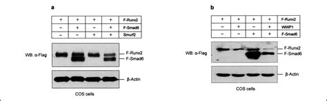 Smad6 Interacts With Runx2 And Mediates Smad Ubiquitin Regulatory Factor 1 Induced Runx2