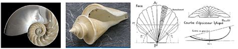 Shell Structure Concept [15] Download Scientific Diagram