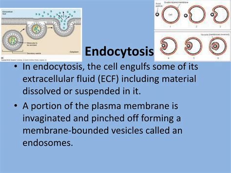 Ppt Endocytosis And Exocytosis Powerpoint Presentation Free Download