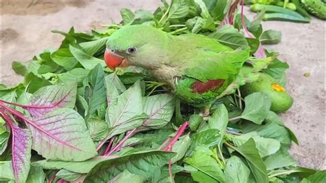 Indian Ringneck Parrot Talking And Eating Lady Finger And Mango Youtube