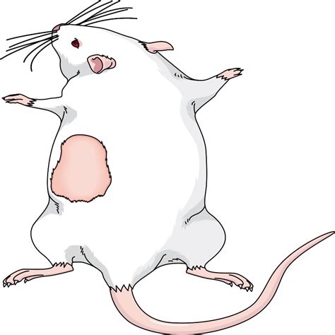 Rat Nephrectomy Figure Science Figures