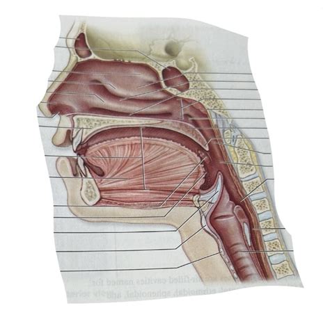 Diagram Of Biol 1711 Respiratory System Upper Respiratory Tract