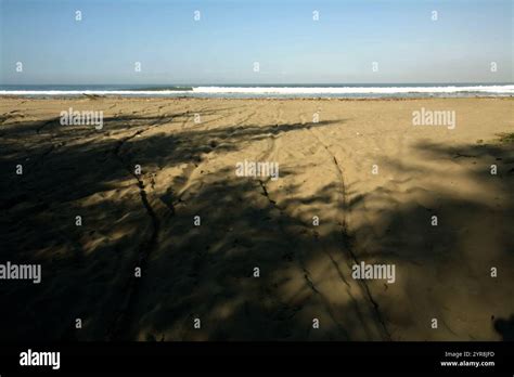 A Flat Beach Called Pantai Panjang Facing Indian Ocean In Bengkulu Sumatra Indonesia Stock