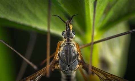 Free Images Pest Invertebrate Membrane Winged Insect Macro
