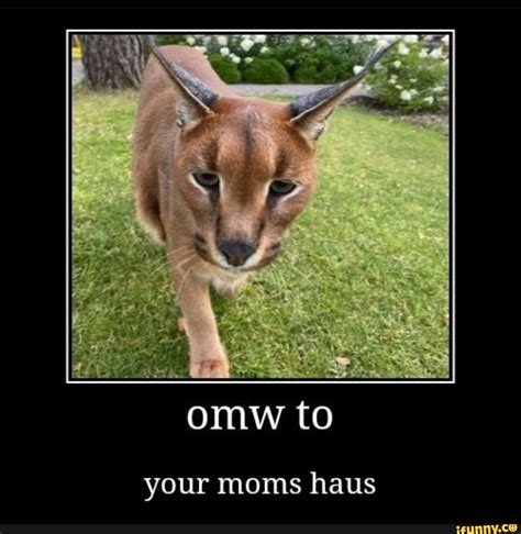 Omw To Your Moms Haus Ifunny