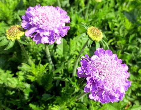 ファルコン植物記（293）淡紫色の花【 神戸：ファルコンの散歩メモ Bloguru