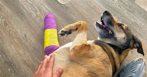 Route 91 Crash Survivor Pup Heads To New York For Rehab