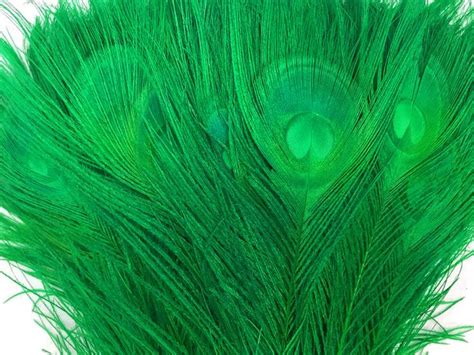 50 Pieces 30 35 Kelly Green Bleached And Dyed Peacock Tail Eye Wholesale