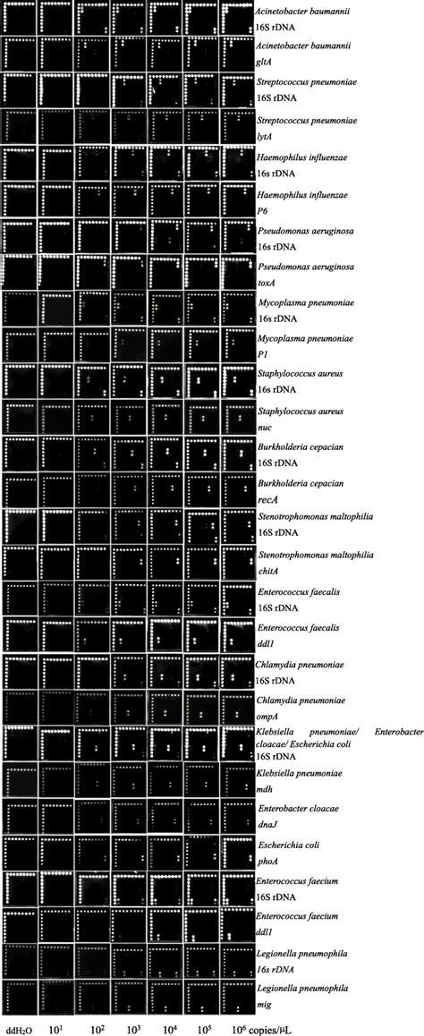 The Sensitivity Of The Pathogen Probes Microarray Hybridized With Pcr