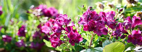 Van Den Bos Flowerbulbs Van Den Bos Flowerbulbs Bv