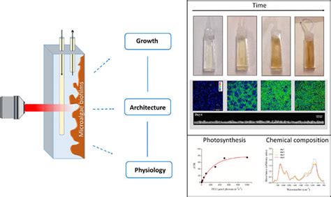 The Architecture And Metabolic Traits Of Monospecific Photosynthetic