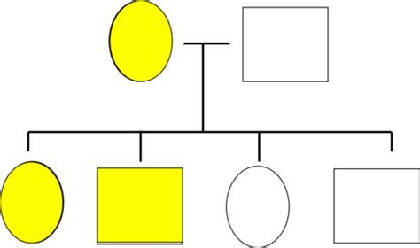 Genetics Repro Lab Flashcards Quizlet