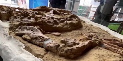 Fossil Eines Urzeitlichen Krokodils In Peru Entdeckt