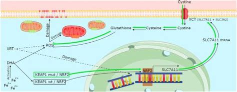 抗氧化 Keap1 Nrf2 通路的激活调节基于双氢青蒿素的单一疗法和电离辐射联合疗法的疗效 Free Radical Biology And Medicine X Mol