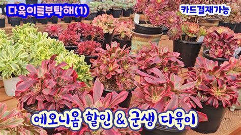 다육이를부탁해 1 10할인 1만원대 예쁜 에오니옴과 착한 군생 다육이 Youtube