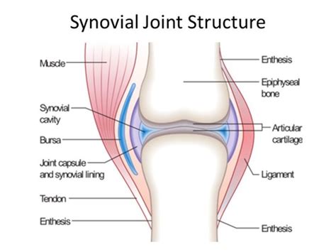 Joints Lab Flashcards Quizlet