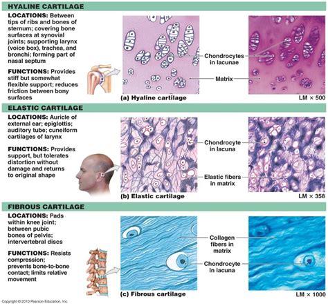 What Is Hyaline Cartilage Socratic Anatomy And Physiology Textbook