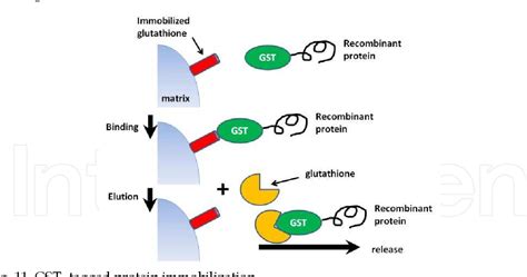 Figure 11 From 1 Affinity Chromatography Principles And Applications Semantic Scholar