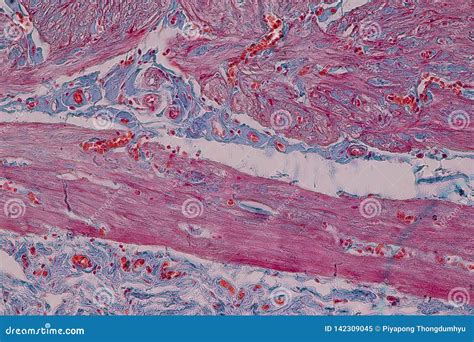 Histological Sample Simple Columnar Epithelium Tissue Under The